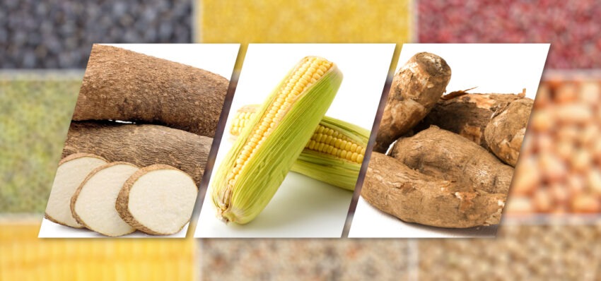 The Power of Quality Planting Materials: A Path to Agricultural ...